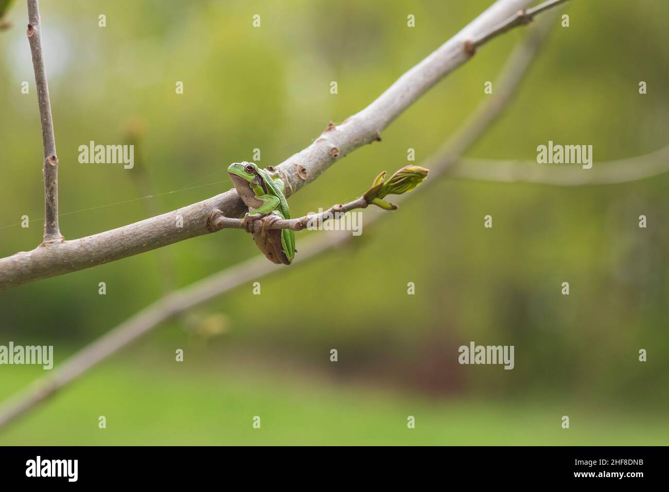 The green tree frog - Hyla arborea - sits on a tree branch by a pond in ...