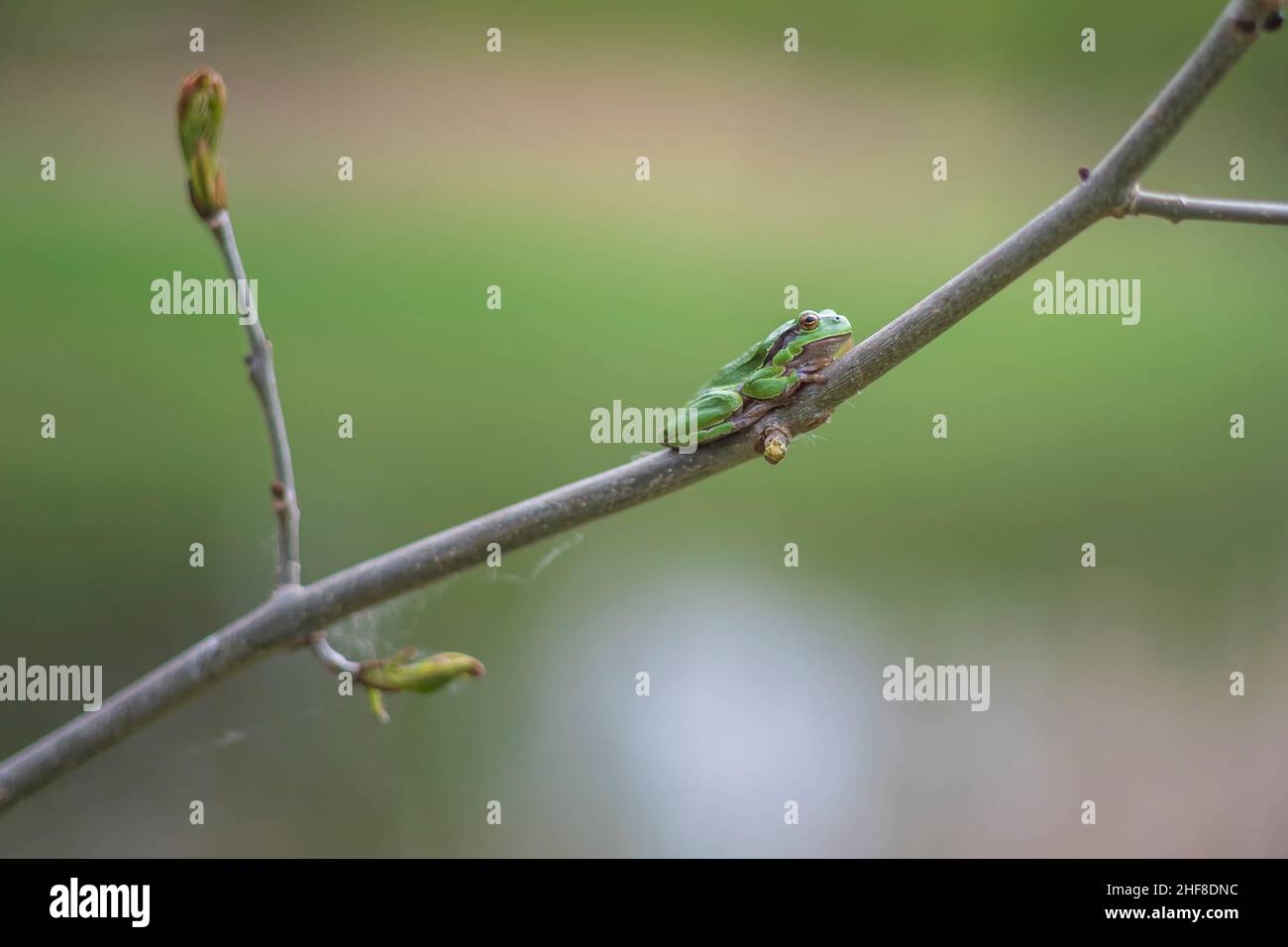 The green tree frog - Hyla arborea - sits on a tree branch by a pond in ...