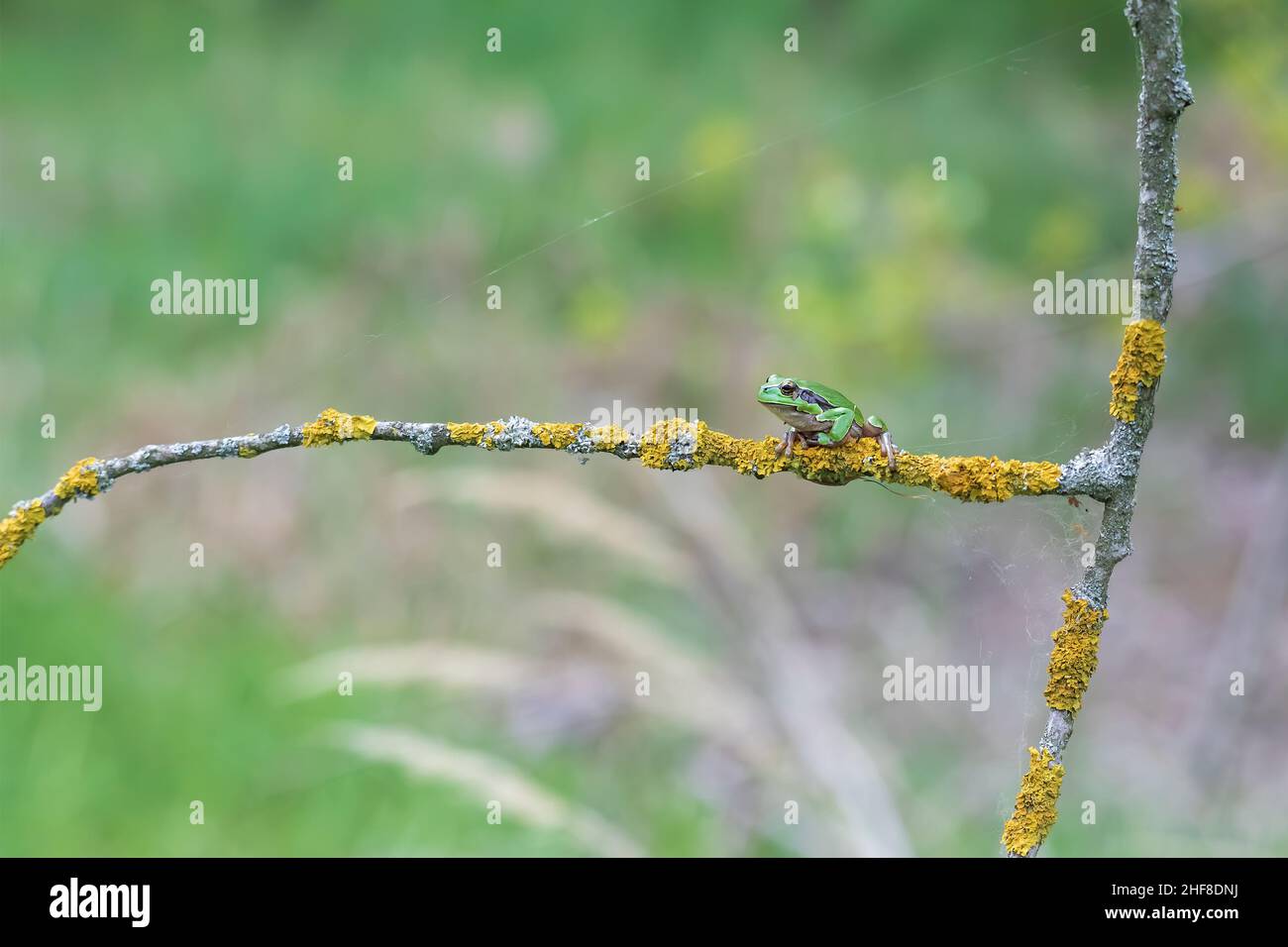 The green tree frog - Hyla arborea - sits on a tree branch by a pond in ...