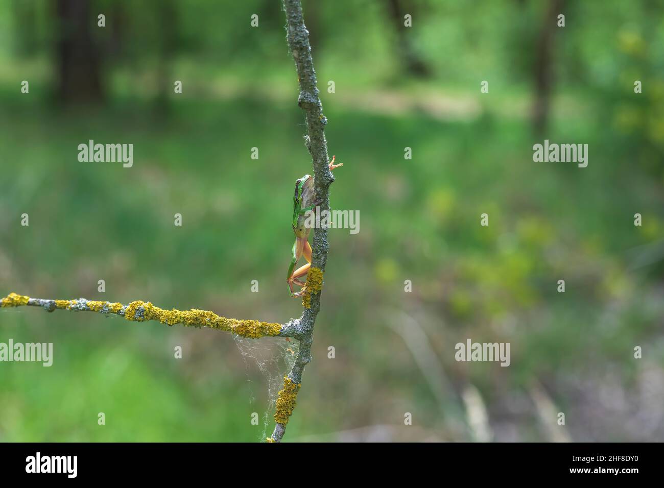 Asian tree frog hi-res stock photography and images - Alamy