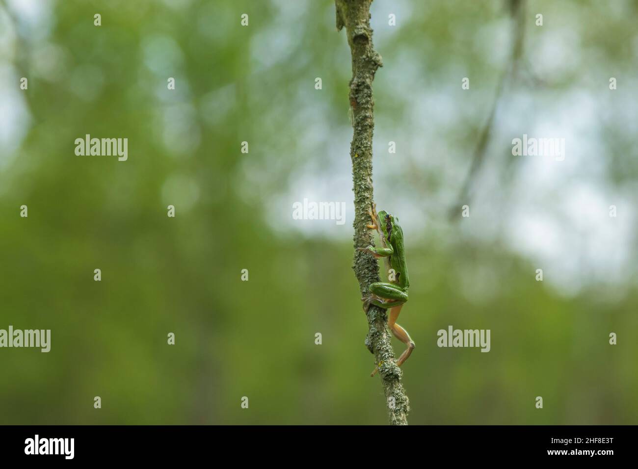 The green tree frog - Hyla arborea - sits on a tree branch by a pond in ...