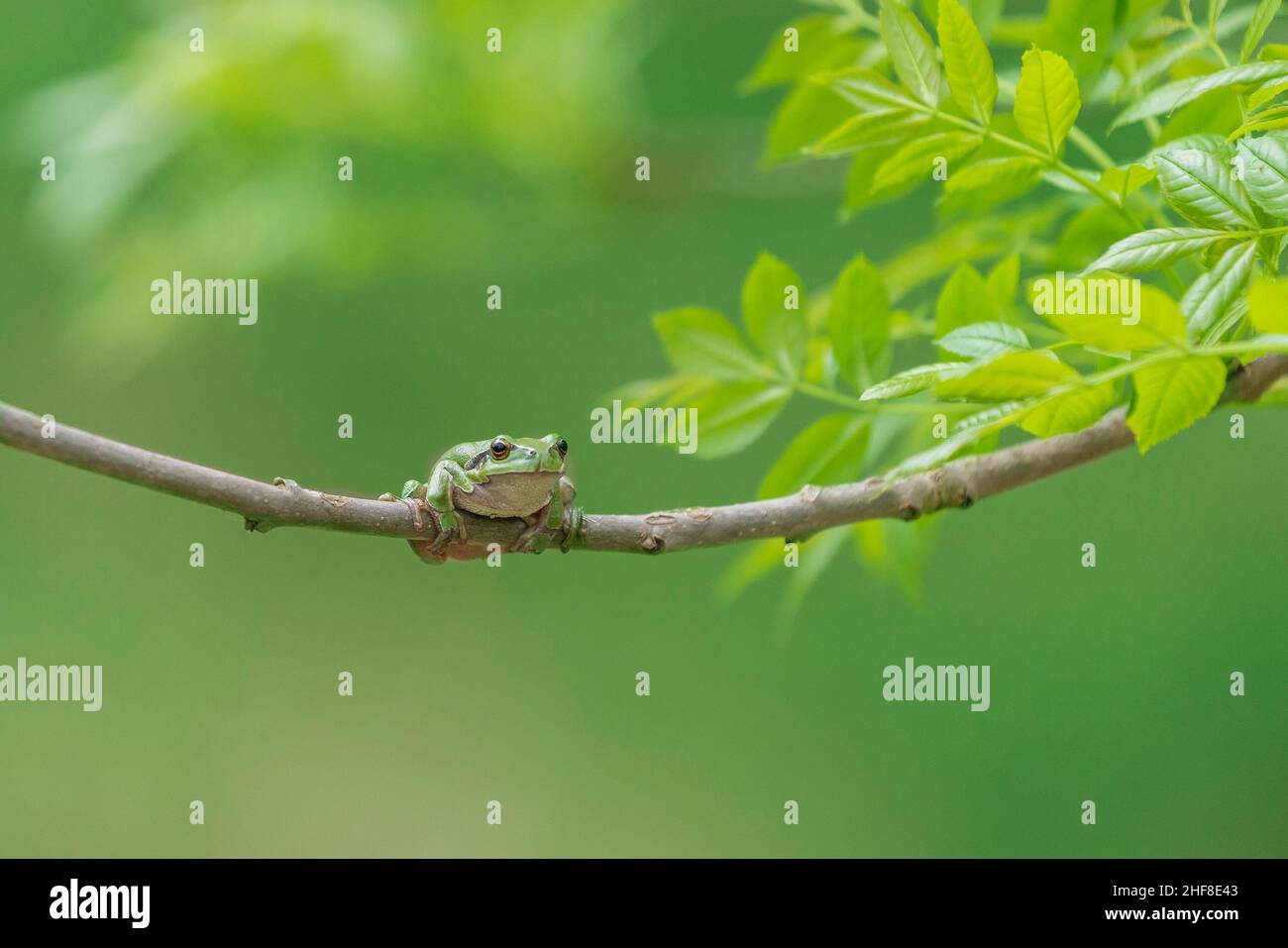 Sticky tree frog hi-res stock photography and images - Alamy