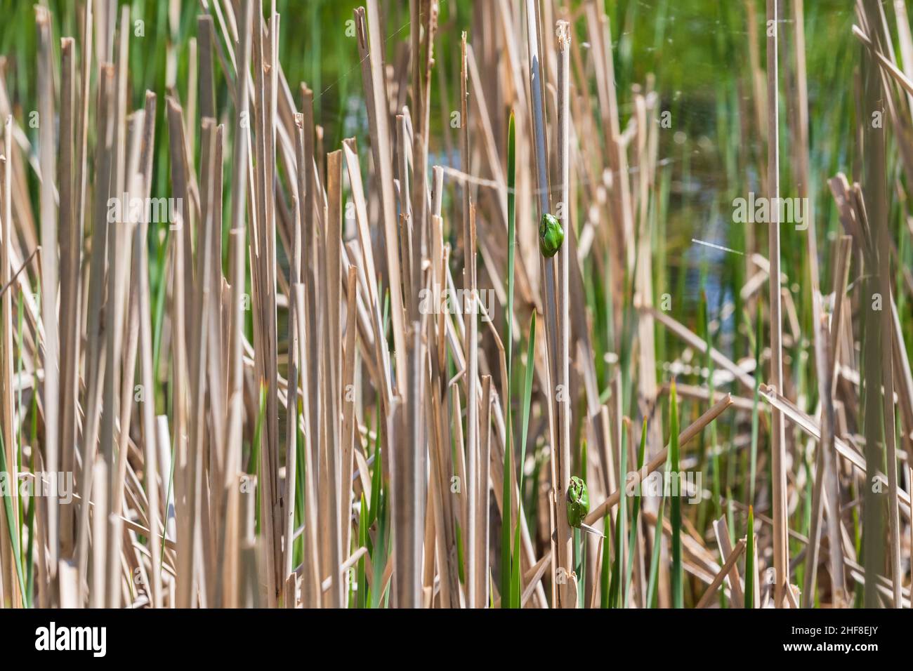 Hyla arborea - Green Tree Frog on a branch and on a reed by a pond ...