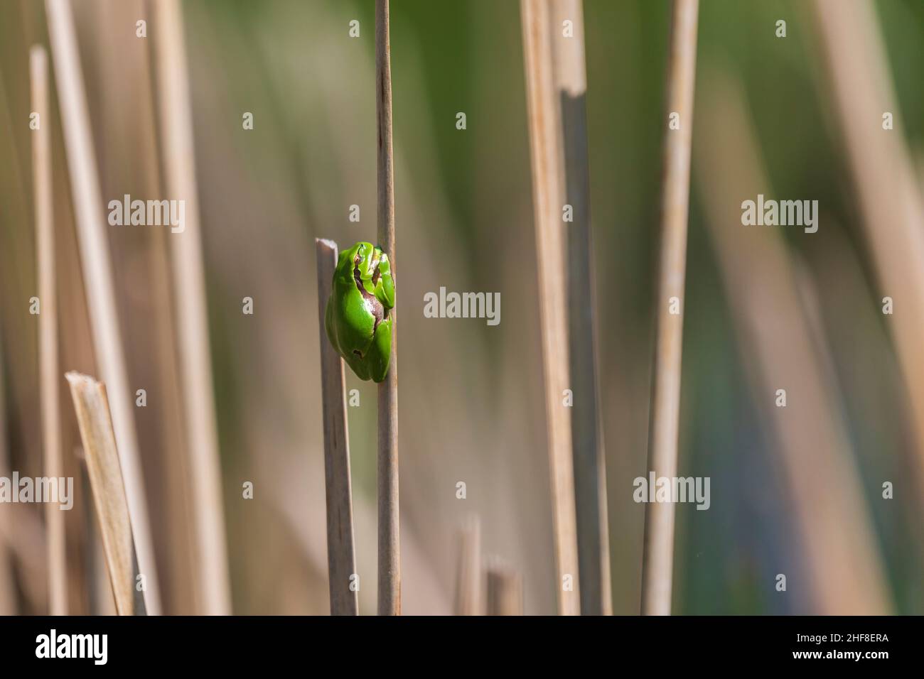 Green tree frog Tree frog - Hyla arborea sitting curled up on a stalk ...