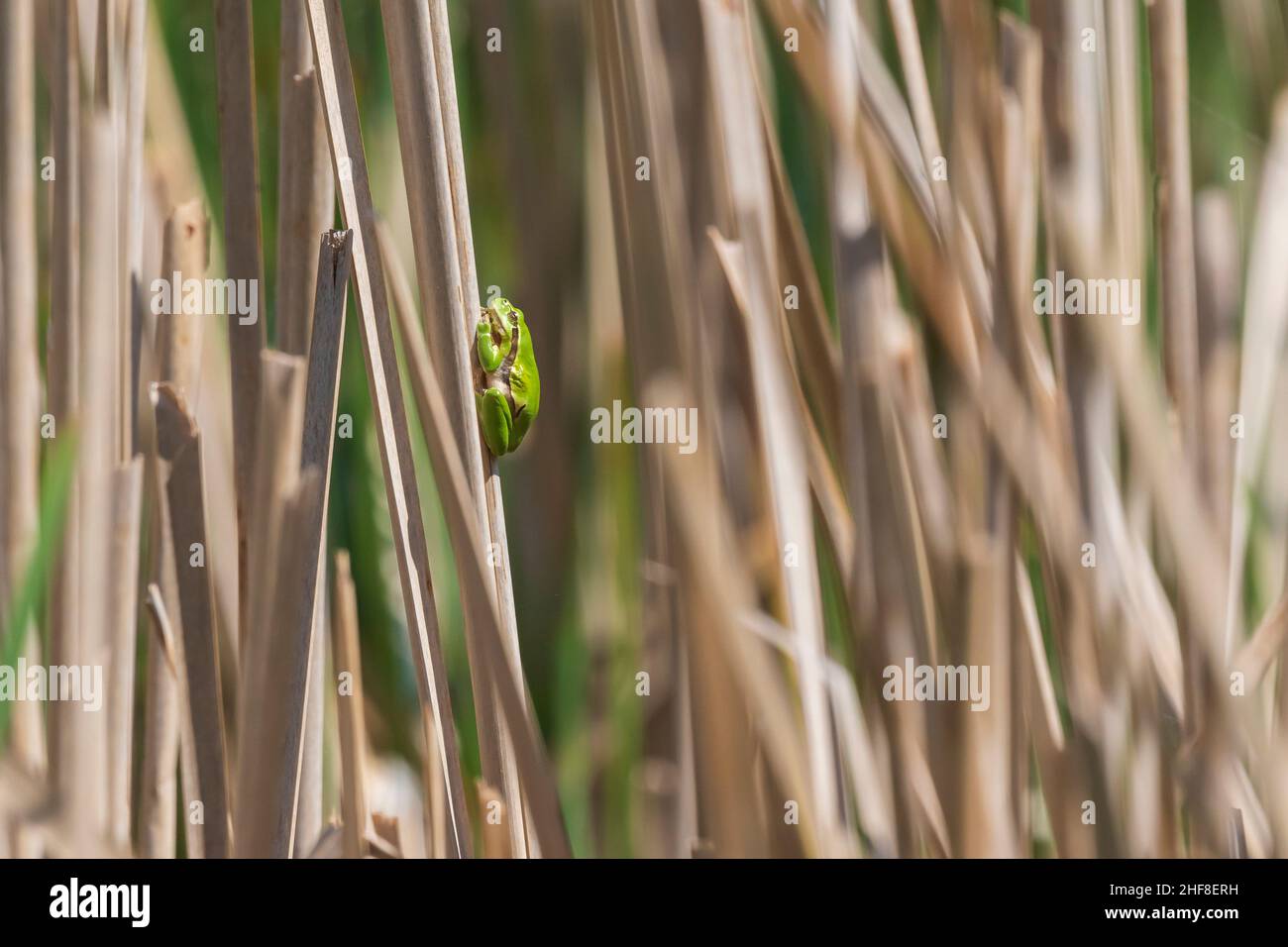Green tree frog Tree frog - Hyla arborea sitting curled up on a stalk ...