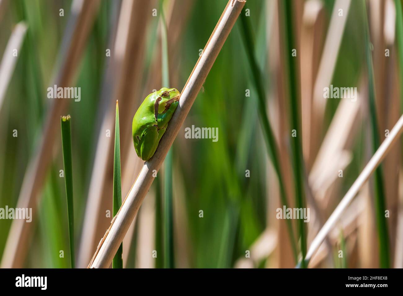 Curled up frog hi-res stock photography and images - Alamy