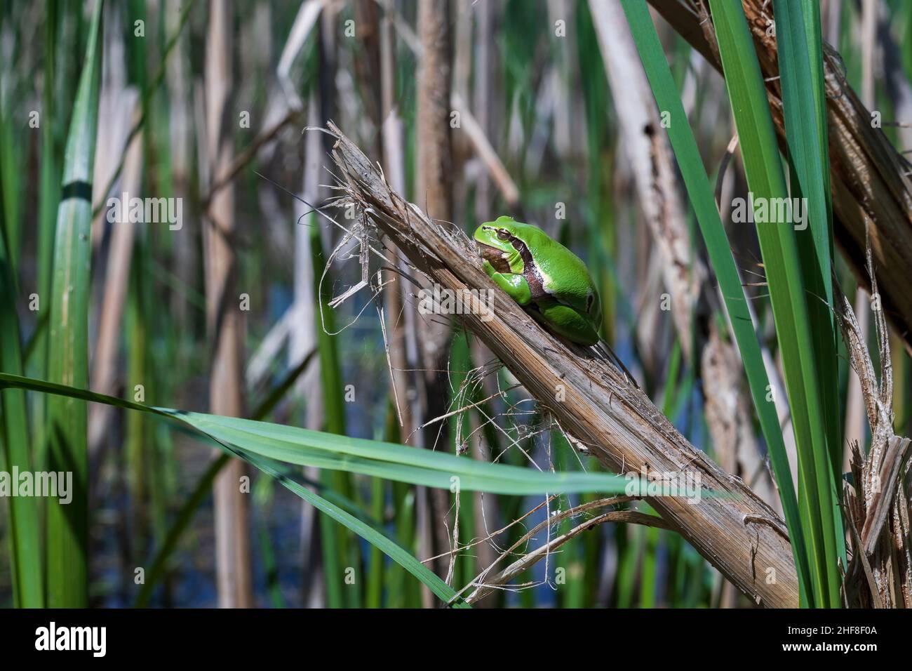 Green tree frog Tree frog - Hyla arborea sitting curled up on a stalk ...