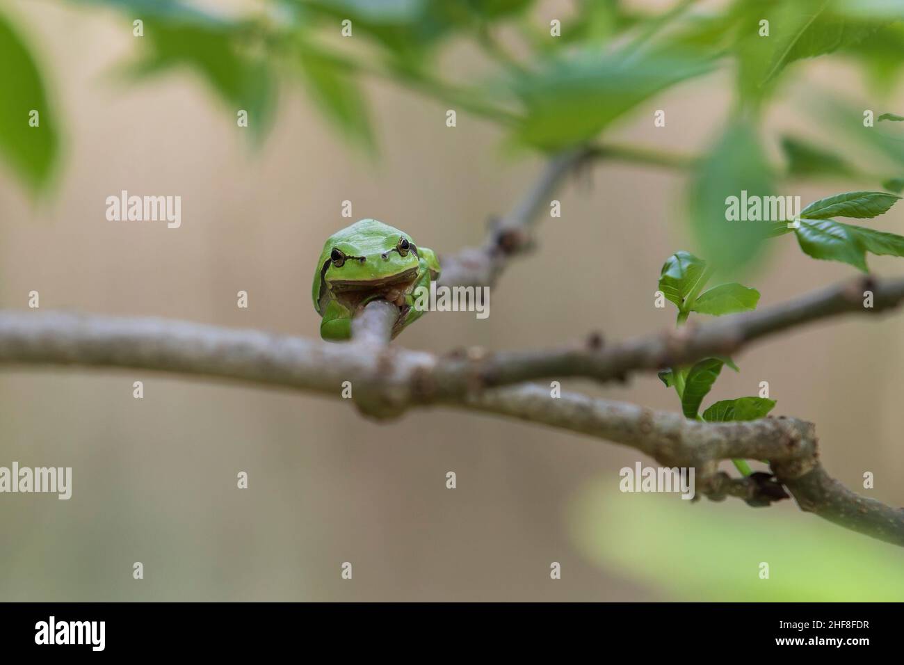 Green tree frog Tree frog - Hyla arborea sitting on a tree branch ...
