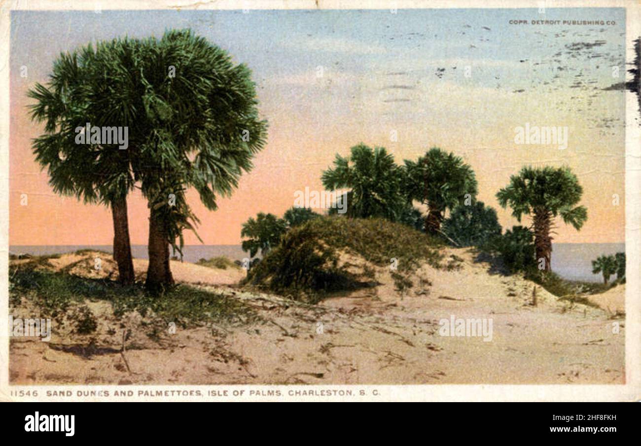 Sand Dunes and Palmettoes, isle of palms Stock Photo - Alamy