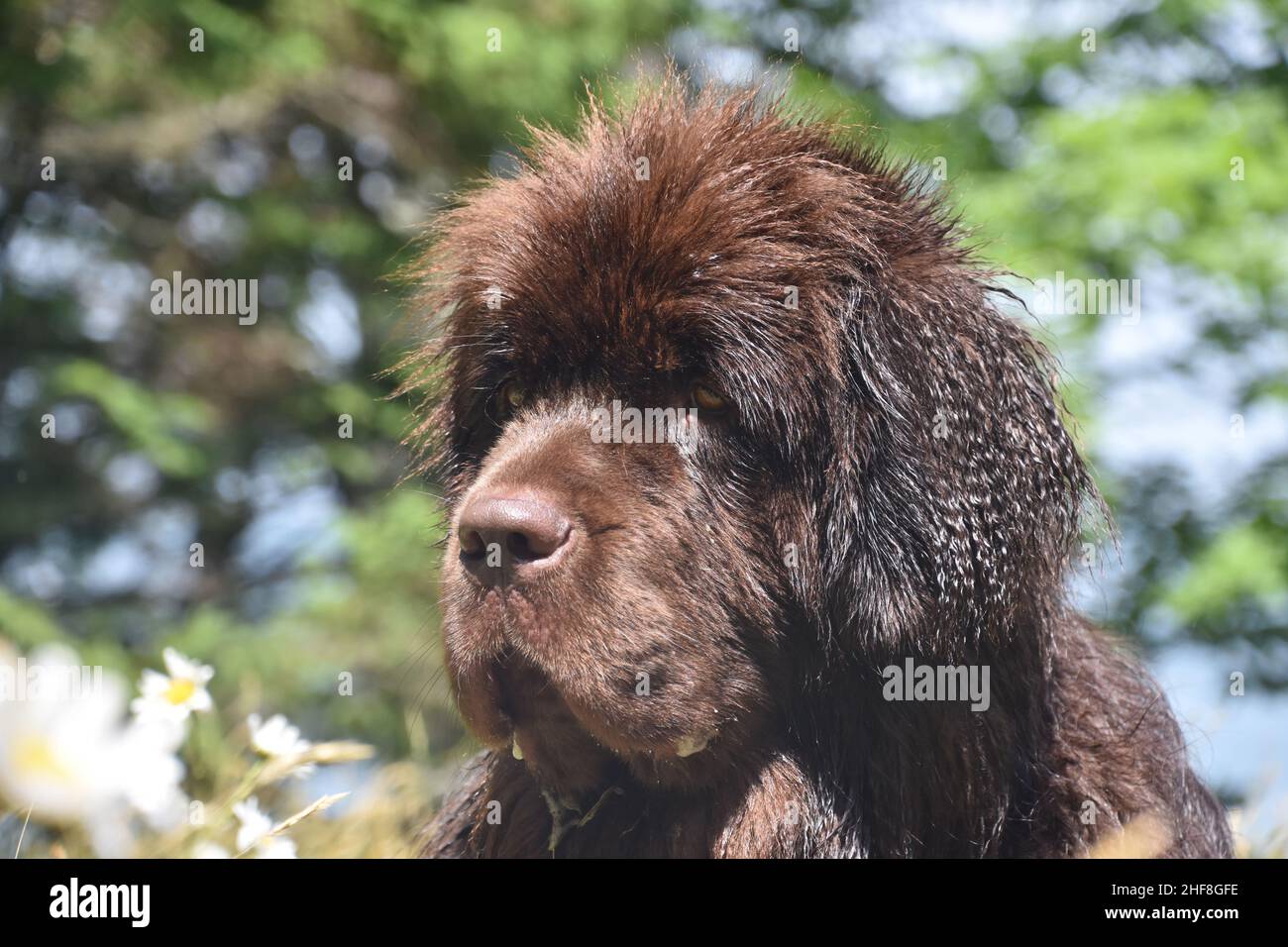 Big drooling dog hi-res stock photography and images - Alamy