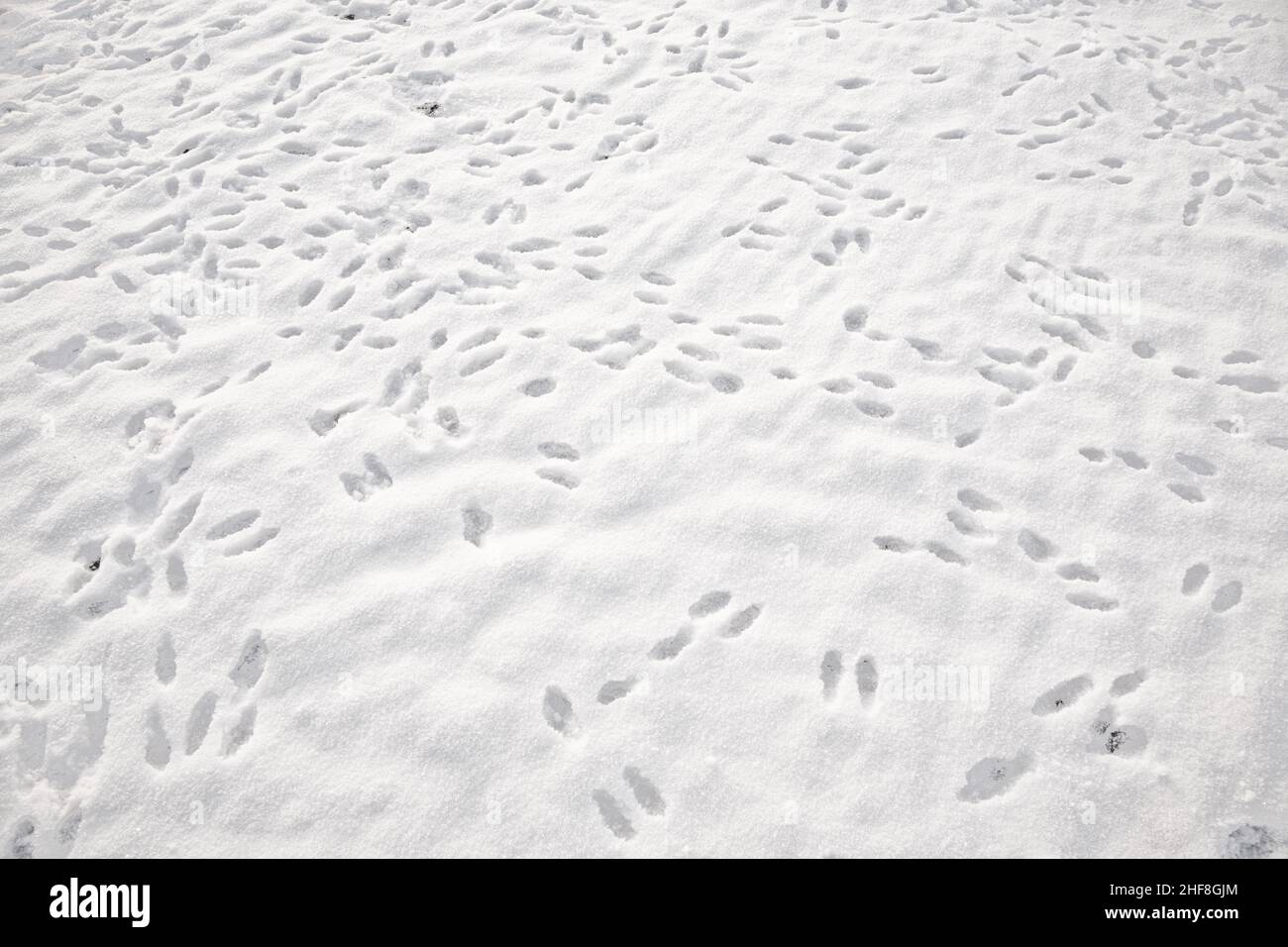 Rabbit footprint hi-res stock photography and images - Alamy