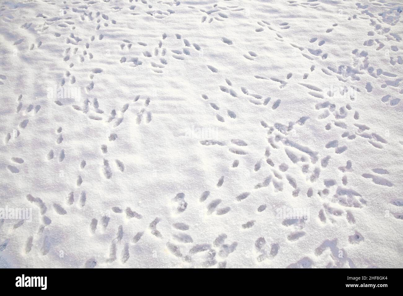 Rabbit footprint hi-res stock photography and images - Alamy