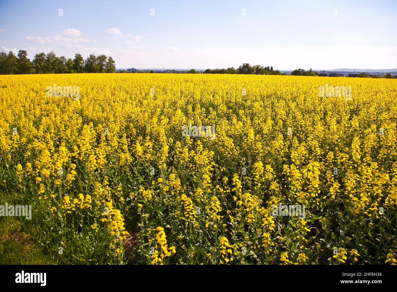 beautiful large rapeseed fields in nice landscape Stock Photo - Alamy