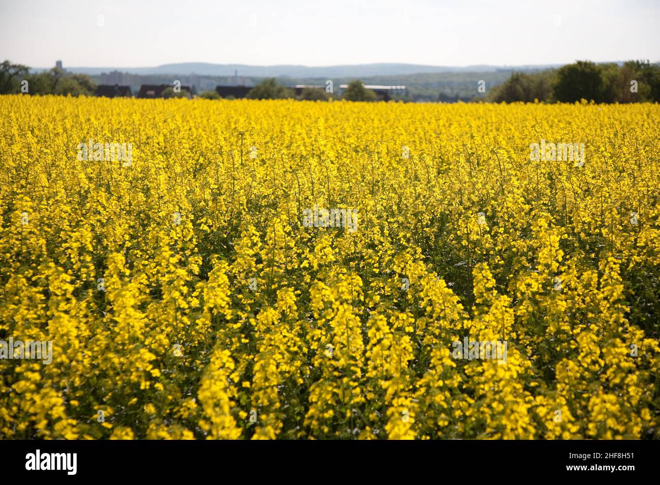 beautiful large rapeseed fields in nice landscape Stock Photo - Alamy