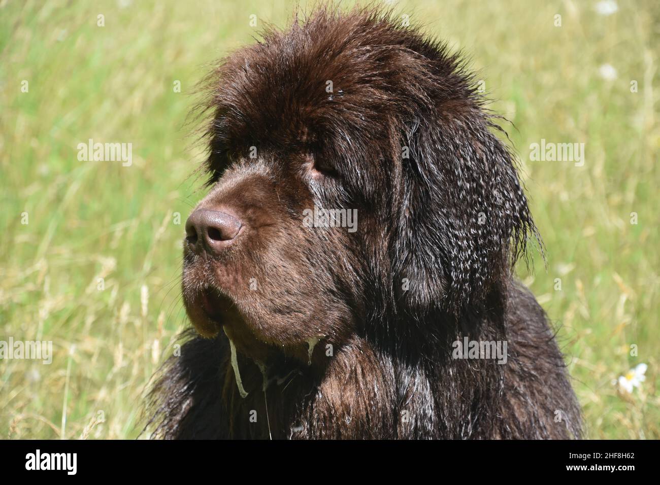 Drooling big brown Newfoundland dog in a grass field Stock Photo - Alamy