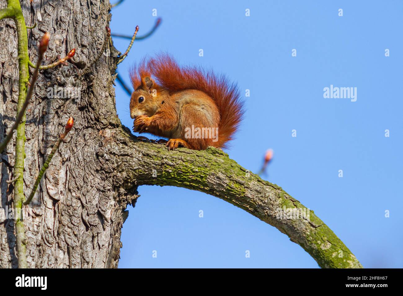 Little red squirrel shells a nut on a tree. The sky is blue Stock Photo ...