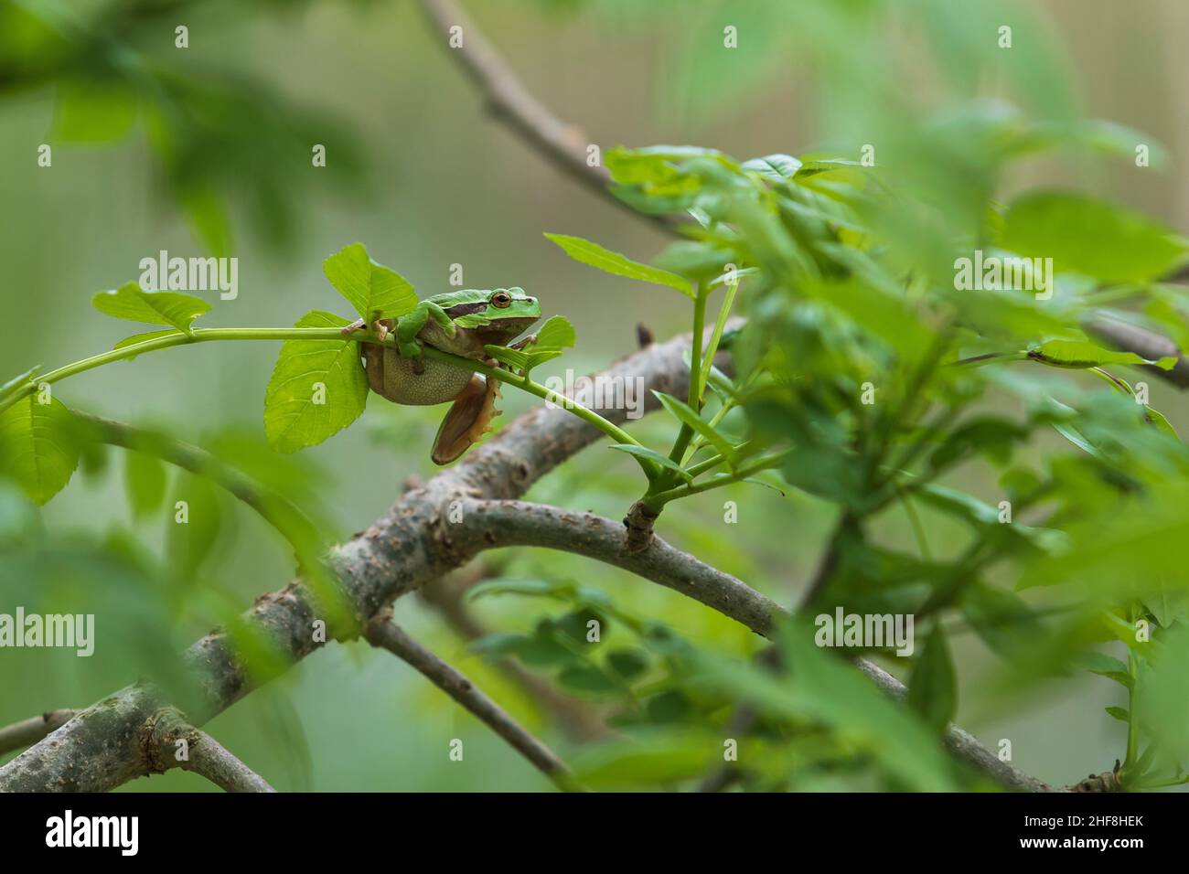 Hyla arborea - Tree Frog - a small frog sitting in the branches of a ...