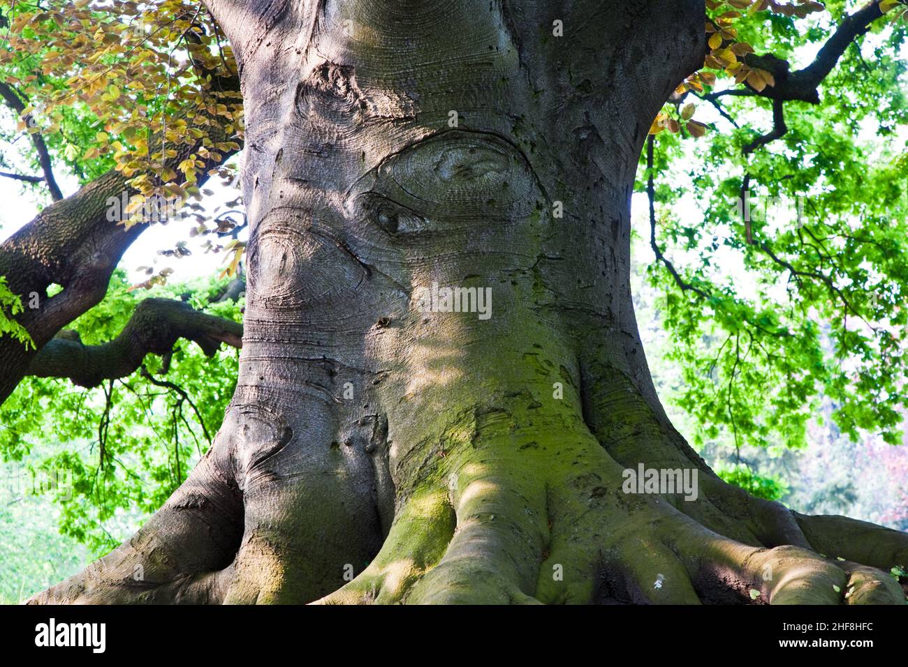 stem of oak trees in fascinating light in a park in Vienna Stock Photo ...