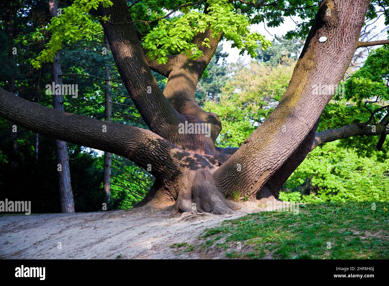 stem of oak trees in fascinating light in a park in Vienna Stock Photo ...