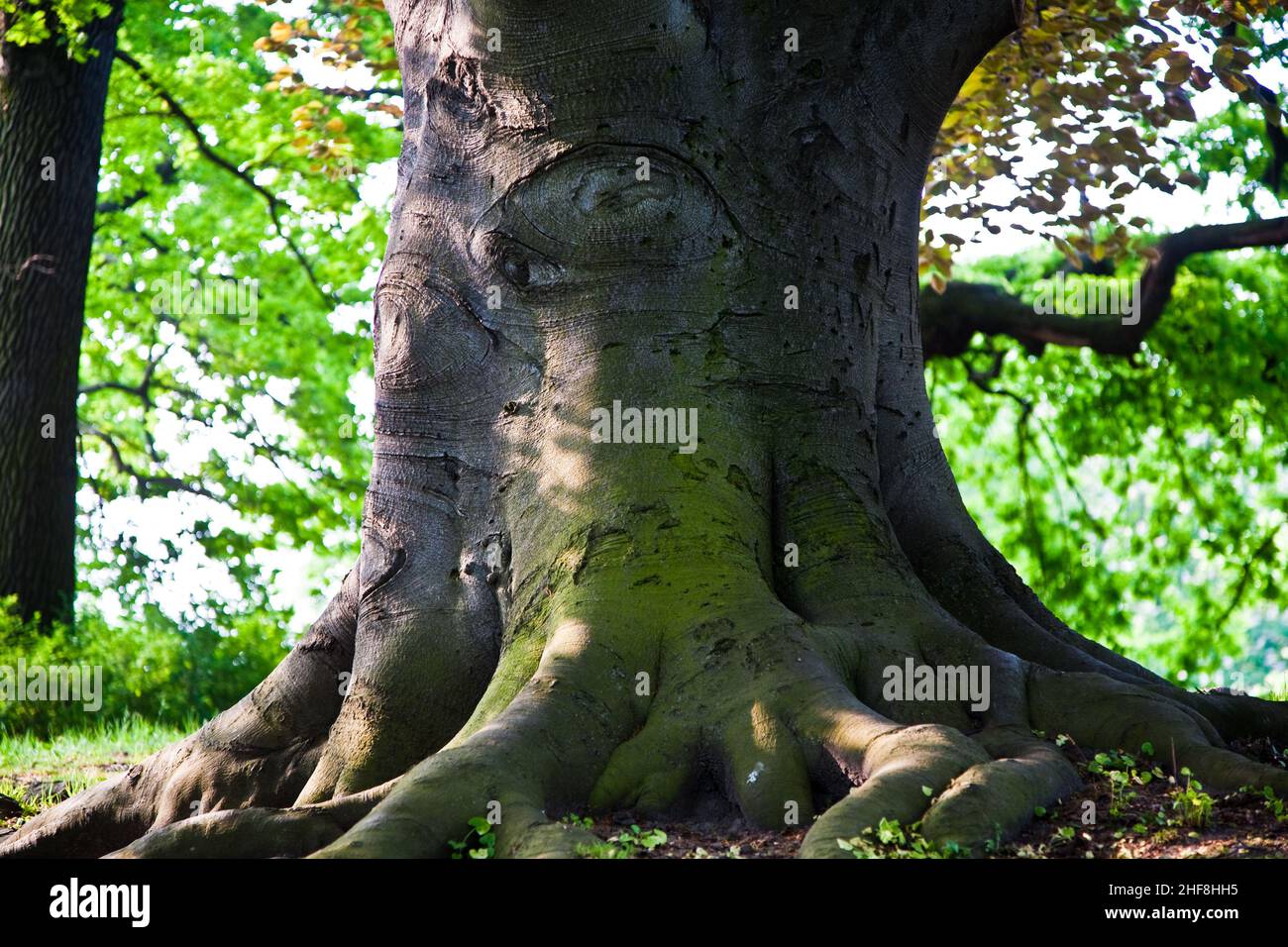 stem of oak trees in fascinating light in a park in Vienna Stock Photo ...