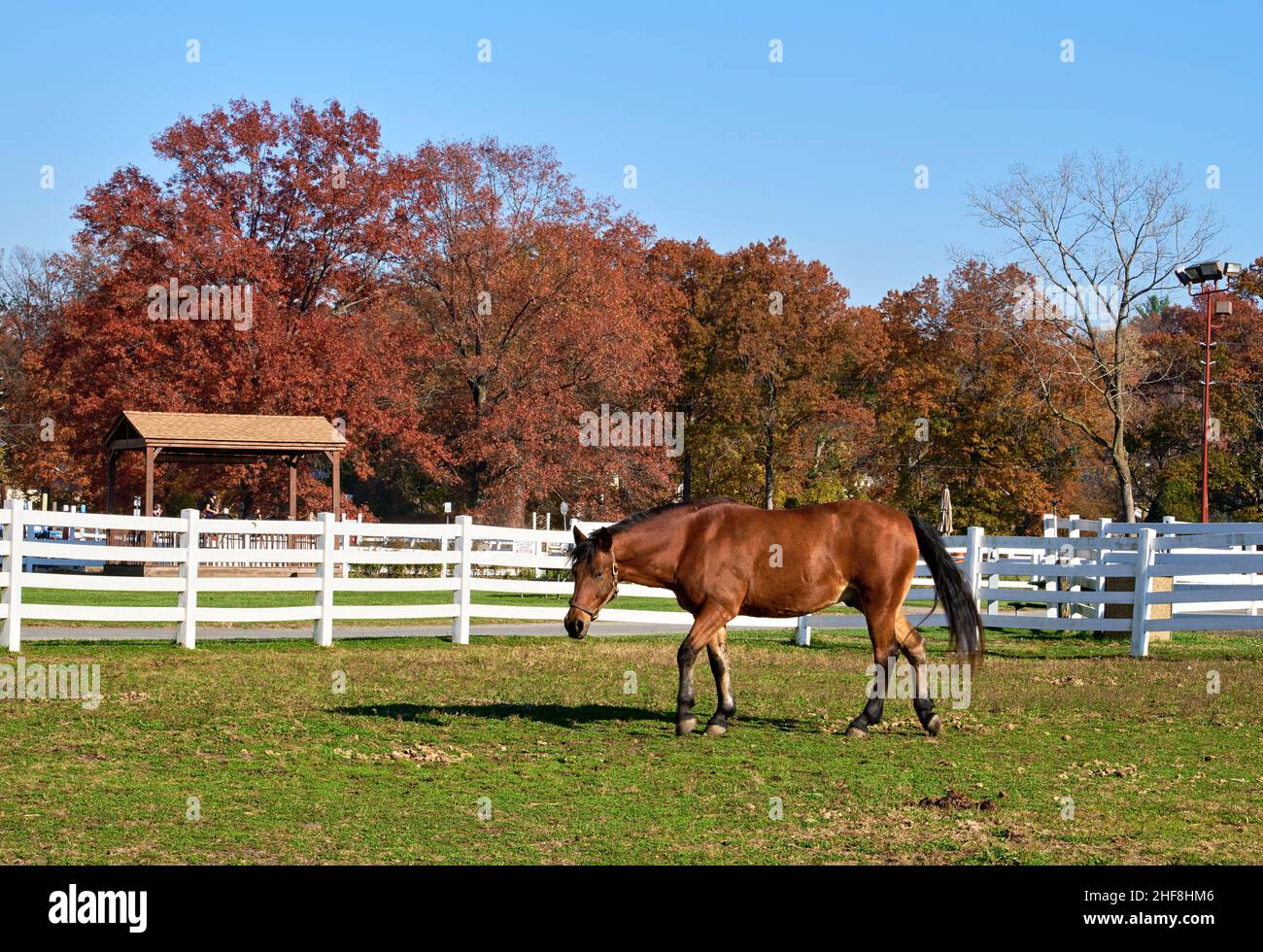 Beautiful chestnut brown horse in a stable pasture. With colorful fall ...