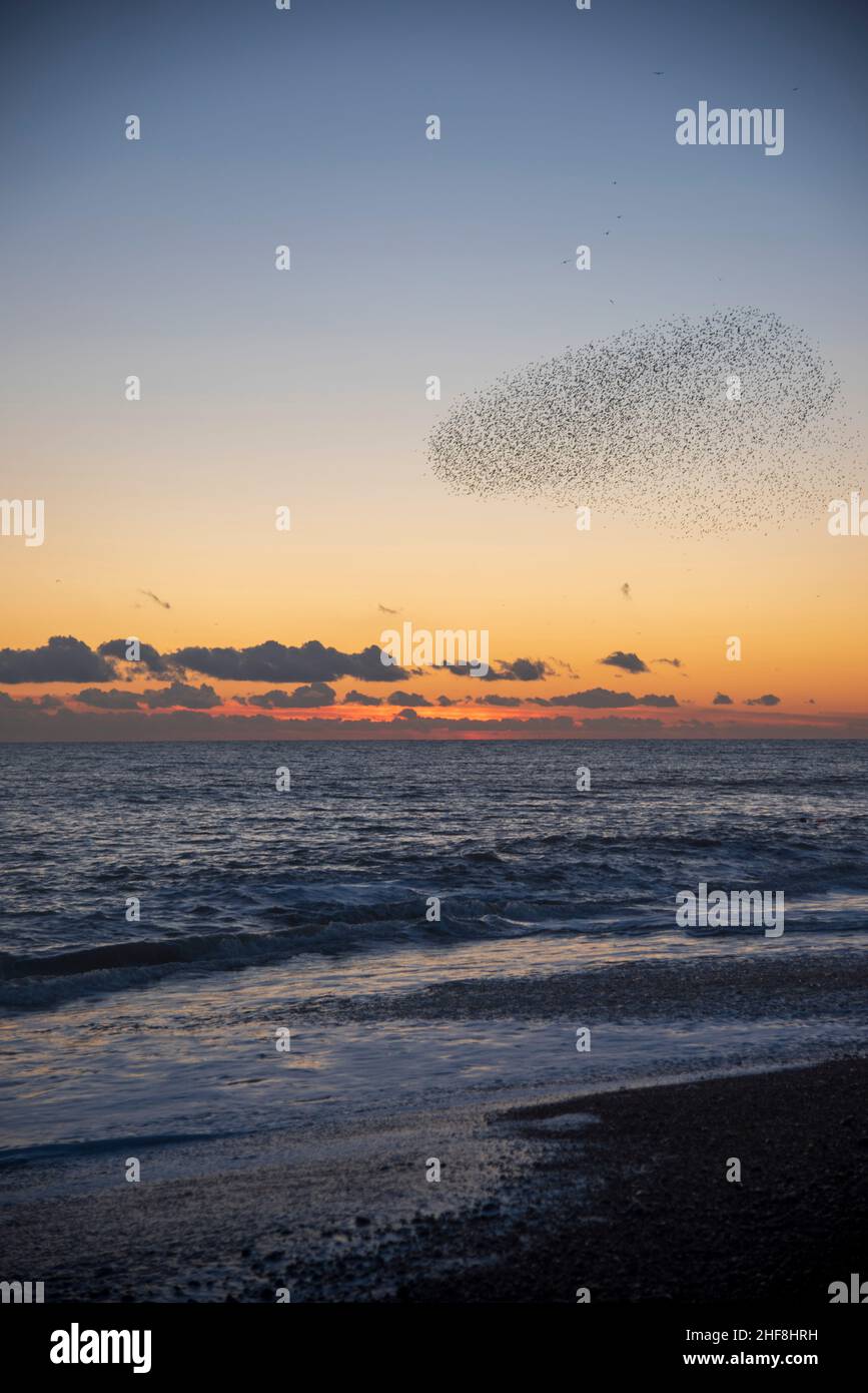 Starling Murmuration over the sea at Brighton Stock Photo - Alamy