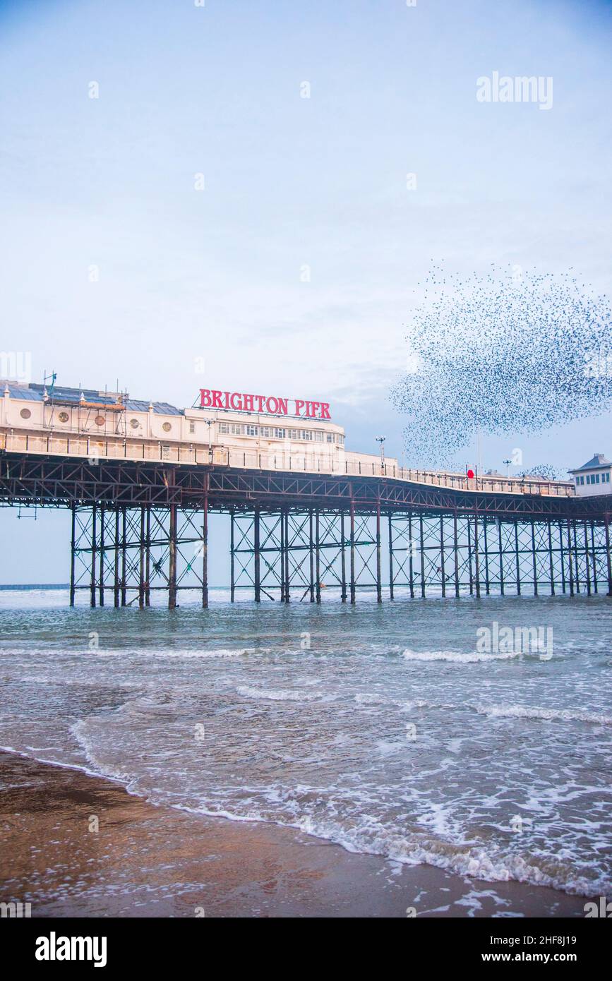 The Starling murmuration over Brighton Pier in early 2021 taken on an ...
