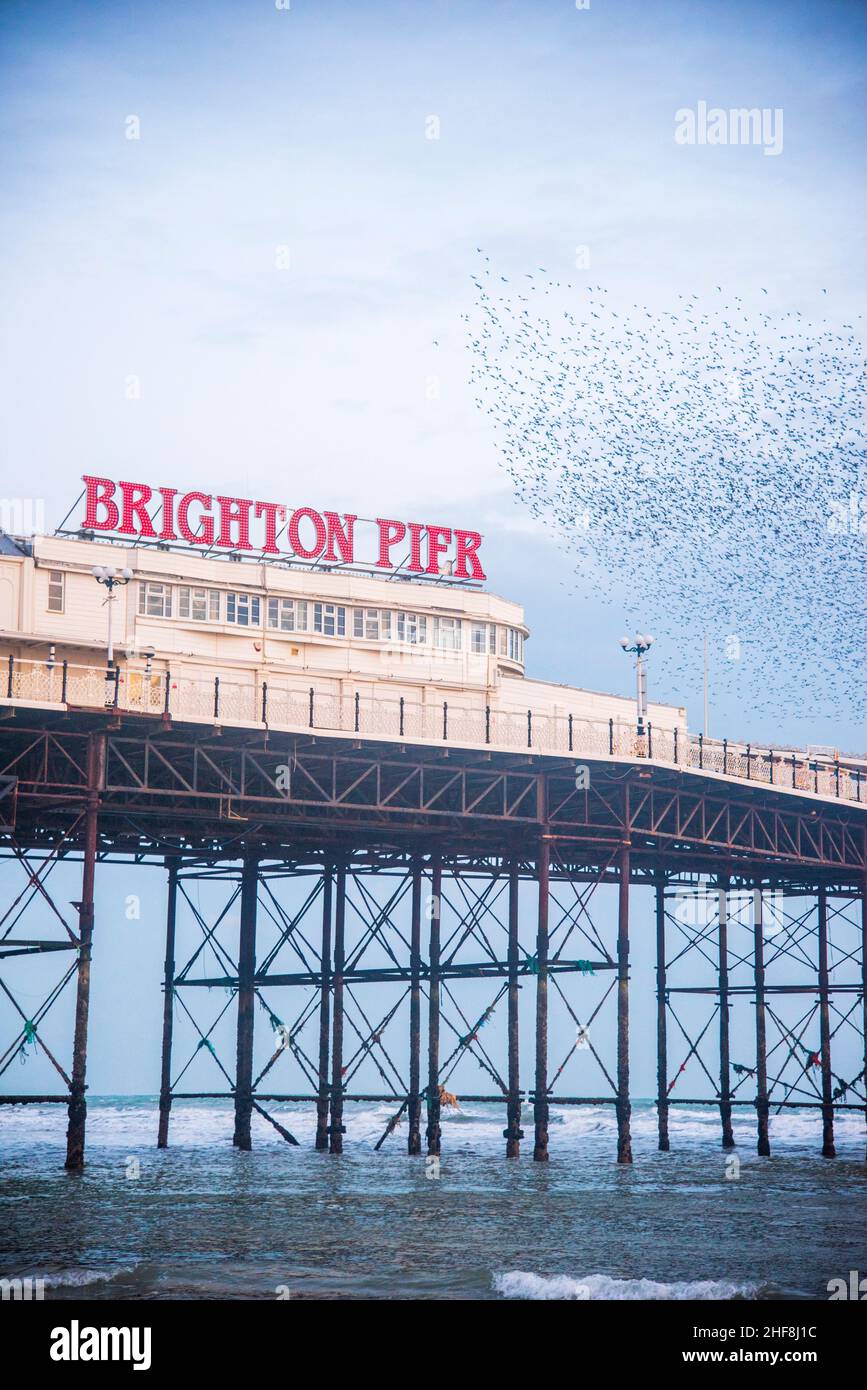 The Starling murmuration over Brighton Pier in early 2021 taken on an ...