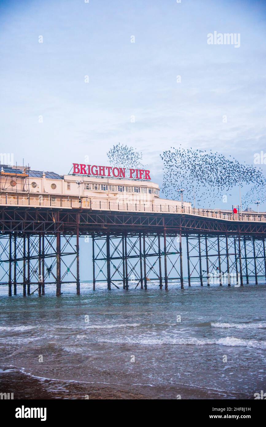 The Starling murmuration over Brighton Pier in early 2021 taken on an ...