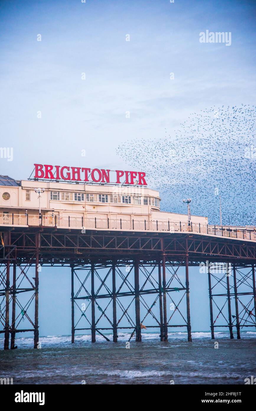 The Starling murmuration over Brighton Pier in early 2021 taken on an ...