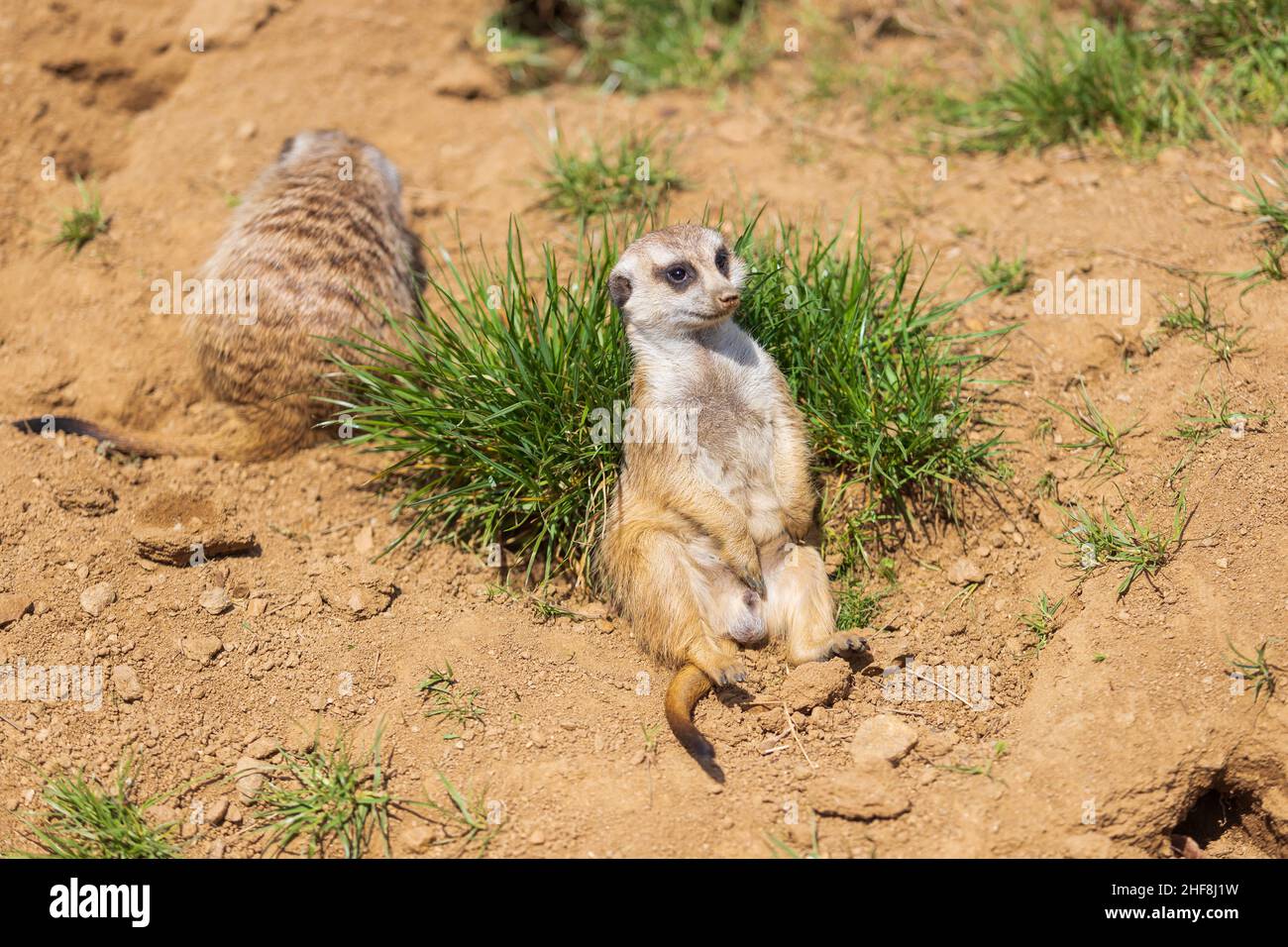 Small wild meerkat animal in a natural enclosure Stock Photo - Alamy