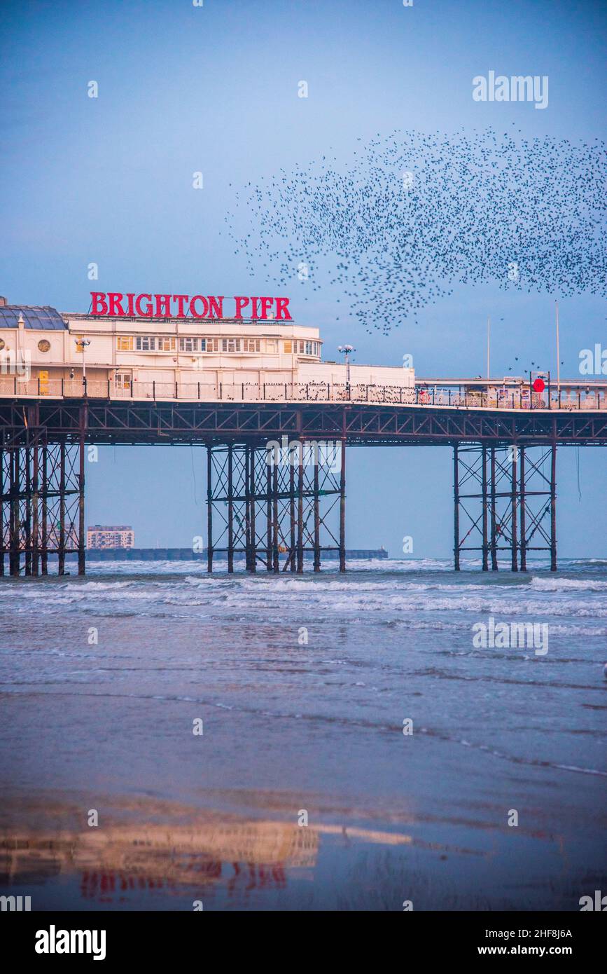 The Starling murmuration over Brighton Pier in early 2021 taken on an ...