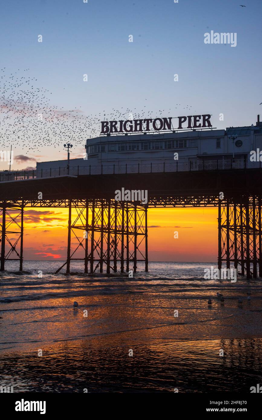 Starling Murmuration over Brighton Pier on a low tide with a beautiful ...