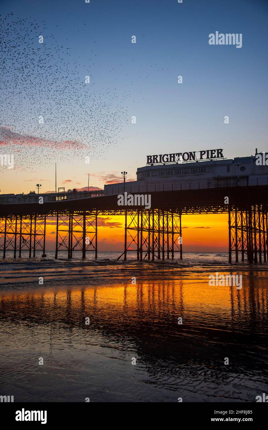 Starling Murmuration over Brighton Pier on a low tide with a beautiful ...