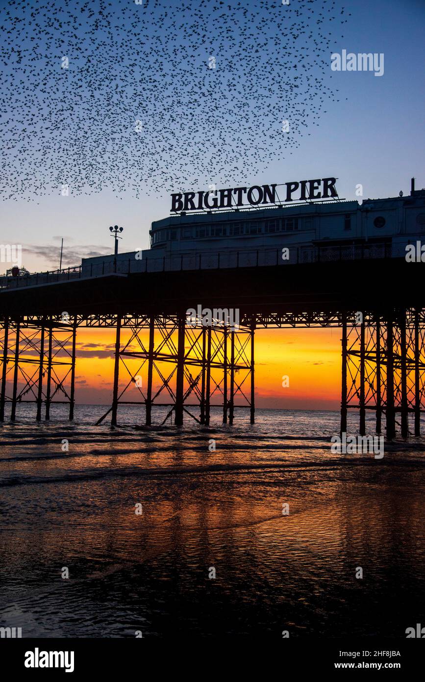 Low flying starling hi-res stock photography and images - Alamy