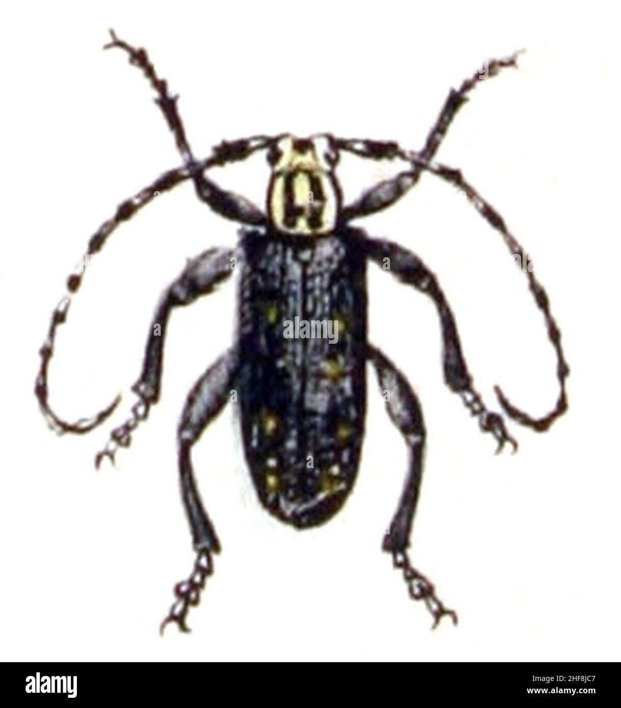 Saperda populnea hi-res stock photography and images - Alamy