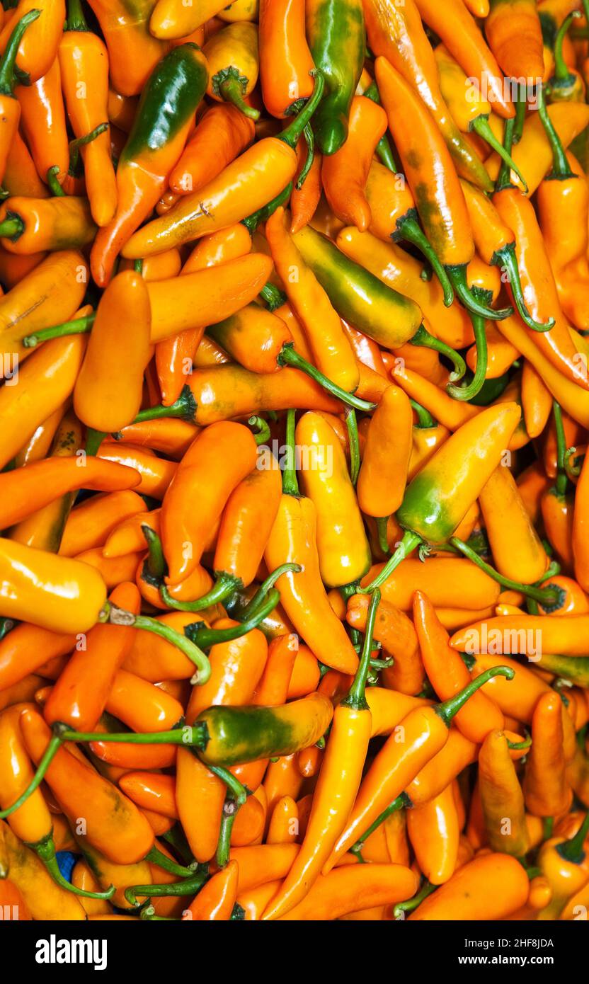 fresh chili pepper in different colors at the herb market in Bangkok ...