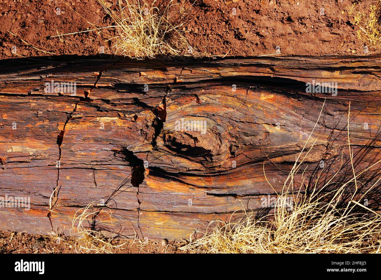 Section of petrified wood in a desert environment Stock Photo - Alamy