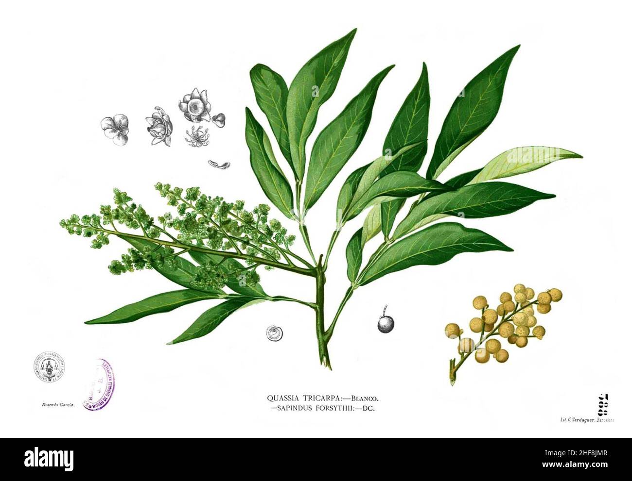 Sapindus Cut Out Stock Images & Pictures - Alamy