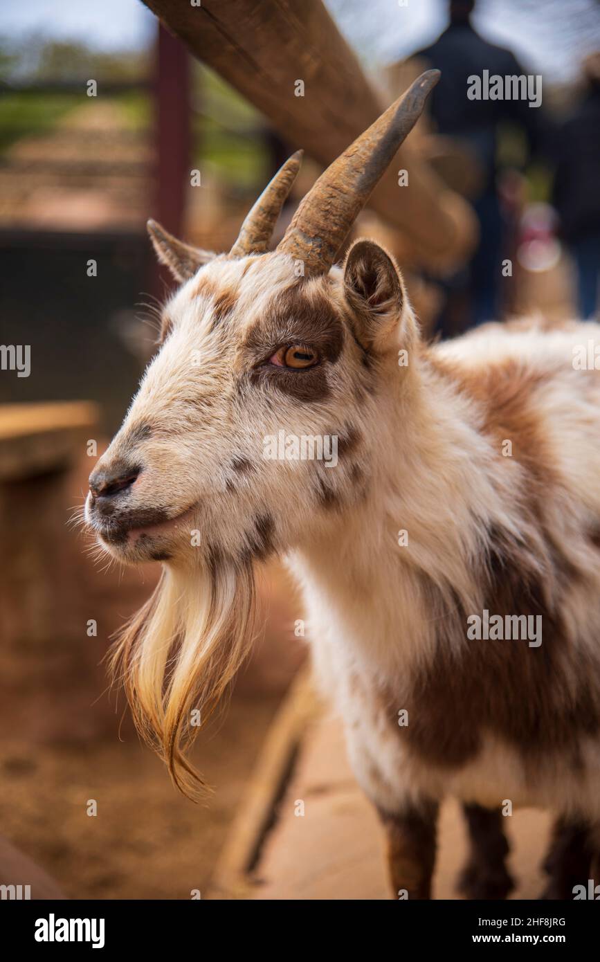 A pygmy goat at Colchester Zoo, UK Stock Photo - Alamy