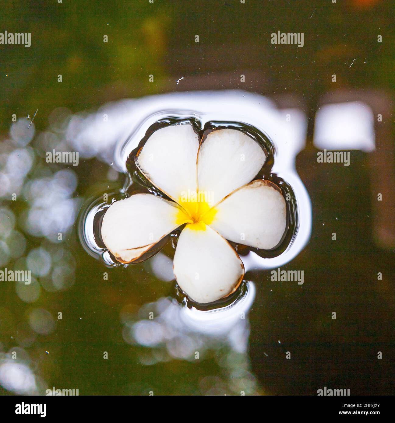 Plumeria flower (Frangipani) floating in the water Stock Photo - Alamy