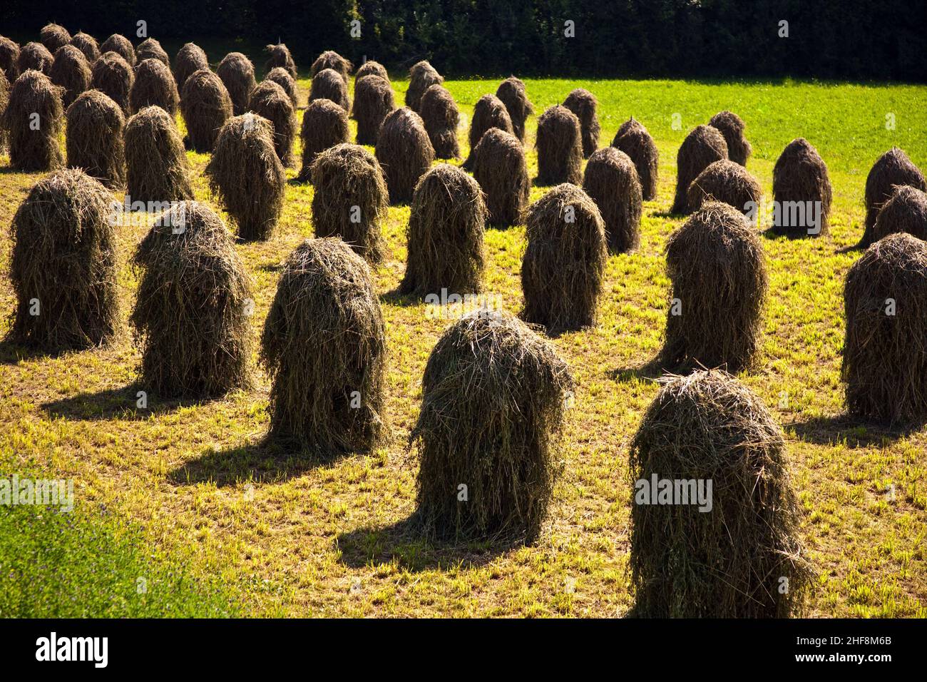 beautiful landscape in the tirolean Alps, fresh smelling grass is ...