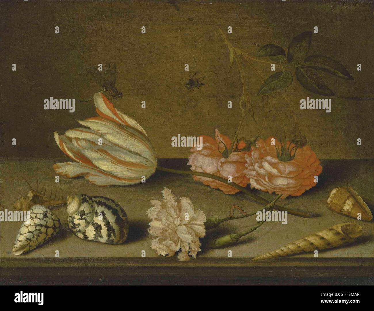 Tulip shells hi-res stock photography and images - Alamy