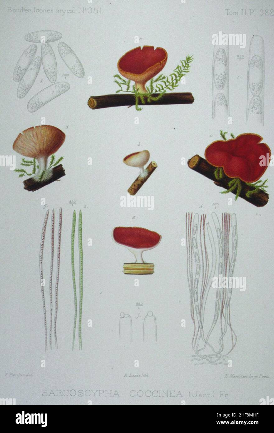Sarcoscypha coccinea pl 322 Stock Photo - Alamy