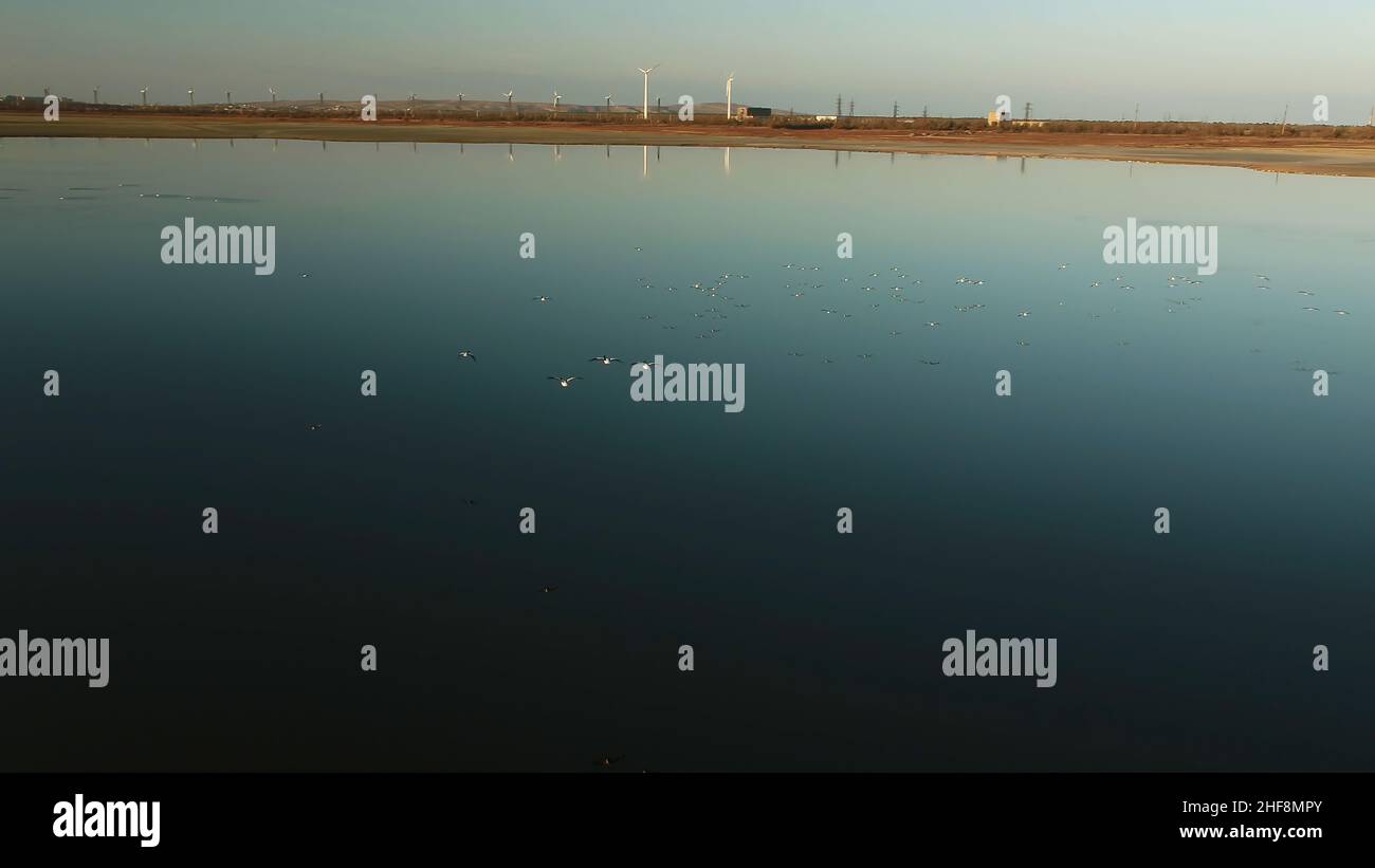 Aerial for many birds flying above the lake in sunset. Silhouetted ...