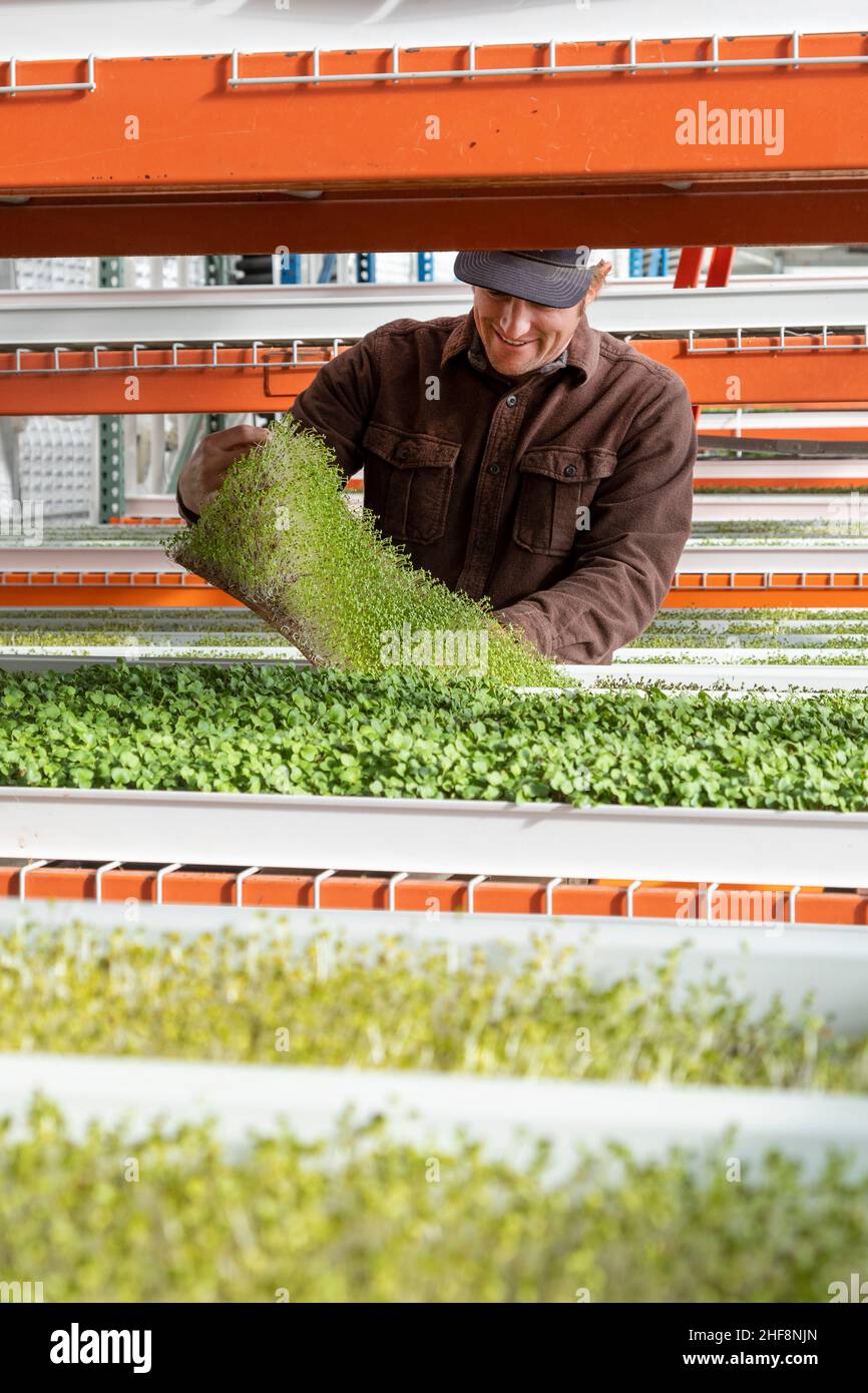 Bennett, Colorado - Emerald Gardens, an indoor farm, grows microgreens ...