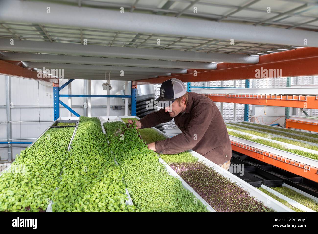 Bennett, Colorado - Emerald Gardens, an indoor farm, grows microgreens ...