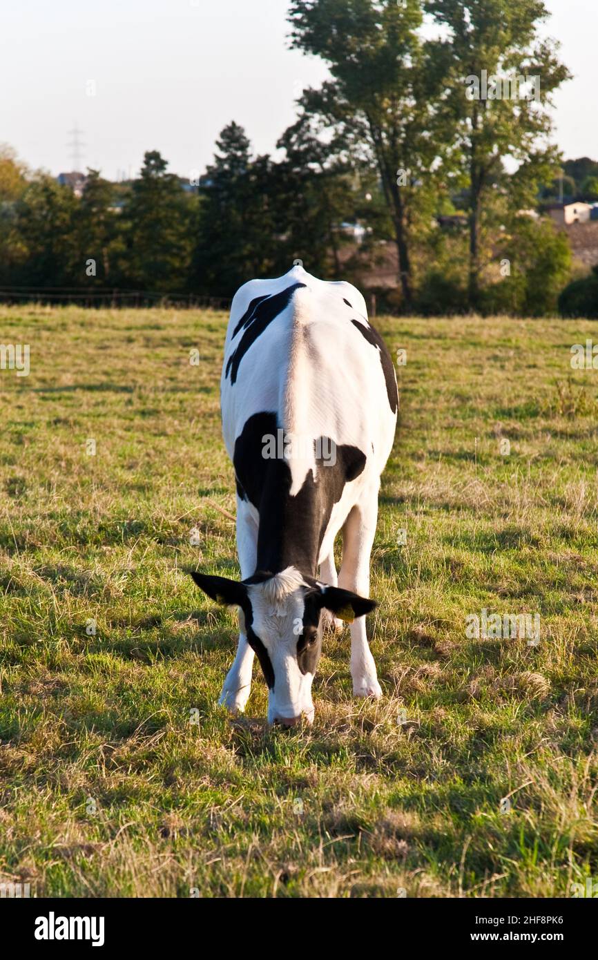 Holstein Cows are grazing and looking astonished, beautiful farmland ...