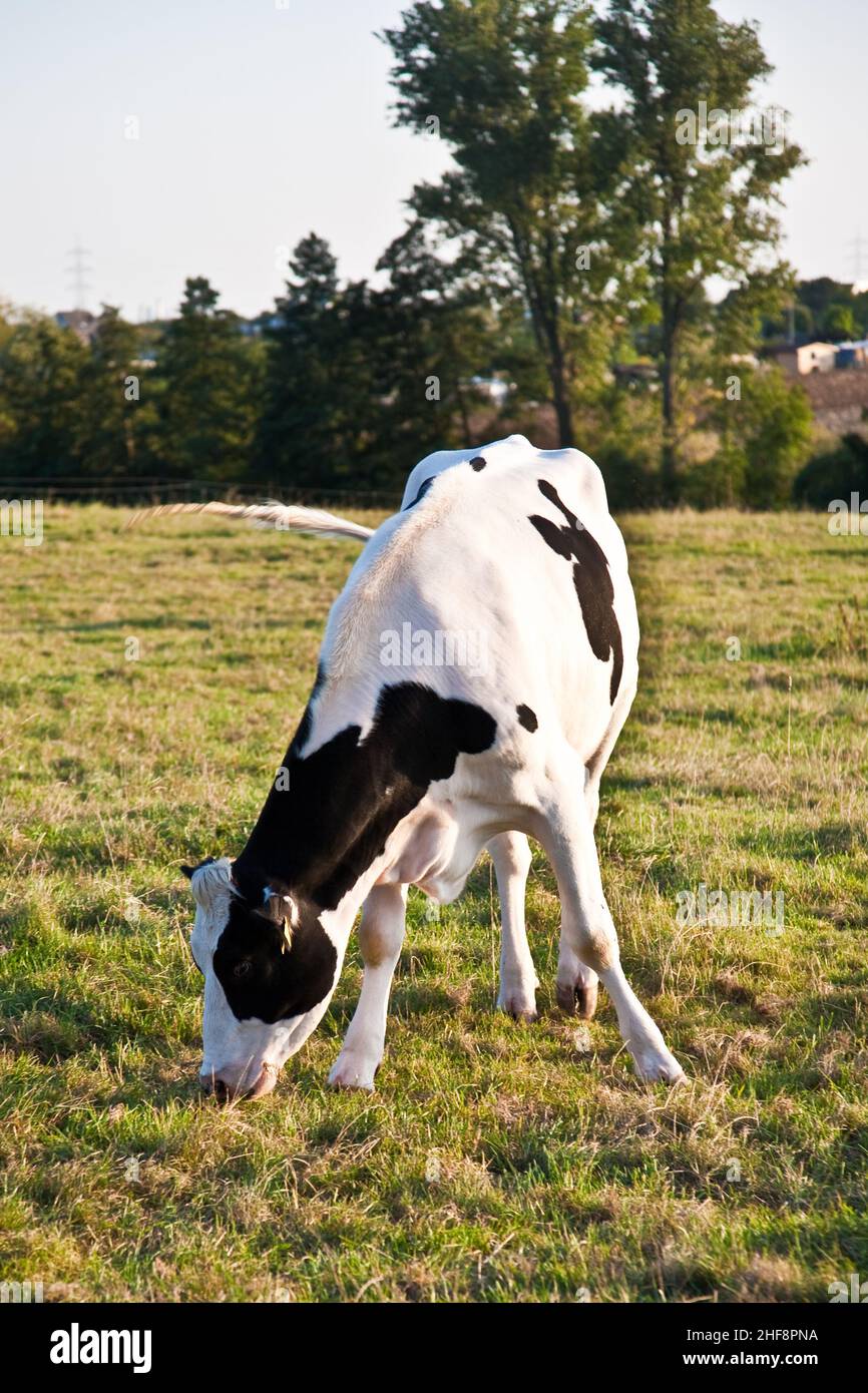 Holstein Cows are grazing and looking astonished, beautiful farmland ...