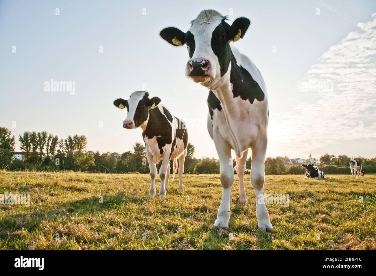cows, "Holstein Cows" are grazing and looking astonished, beautiful ...
